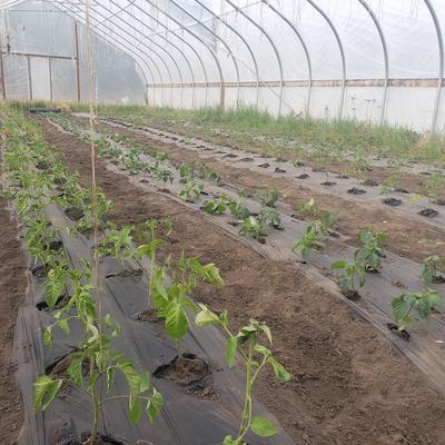 Eco Program in United States: Organic farming in the Matanuska Val...