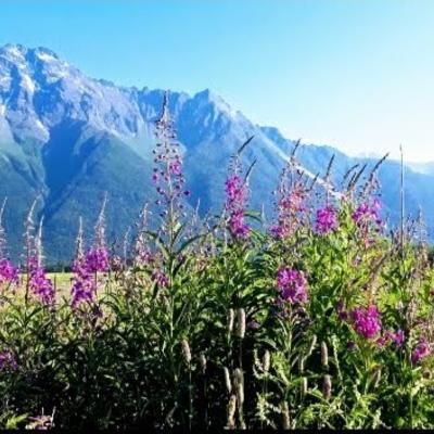 Eco Program in United States: Organic farming in the Matanuska Val...