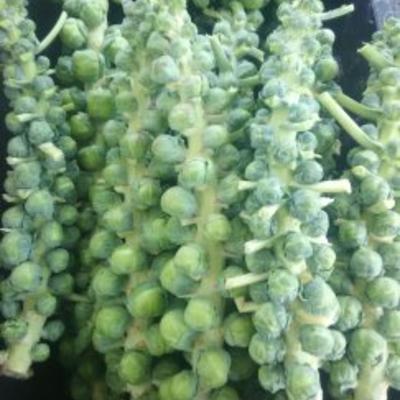 Eco Program in United States: Organic farming in the Matanuska Val...