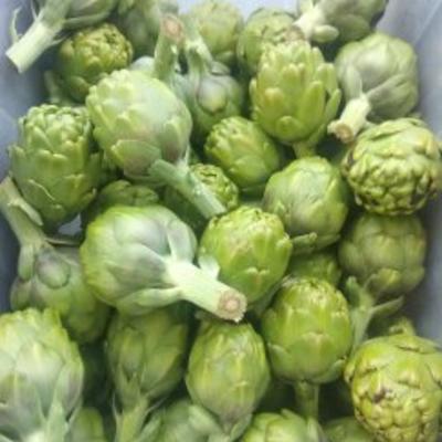 Eco Program in United States: Organic farming in the Matanuska Val...