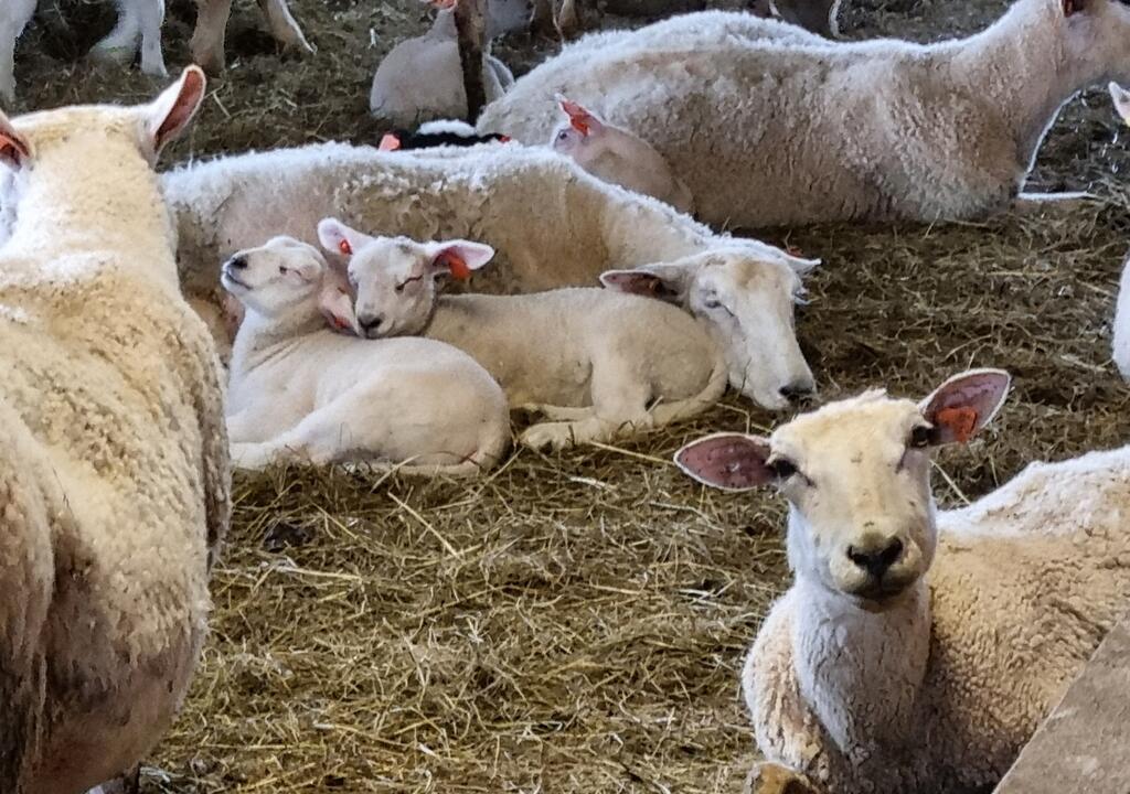 Eco Program in Norway: Come help our farm and animals =)