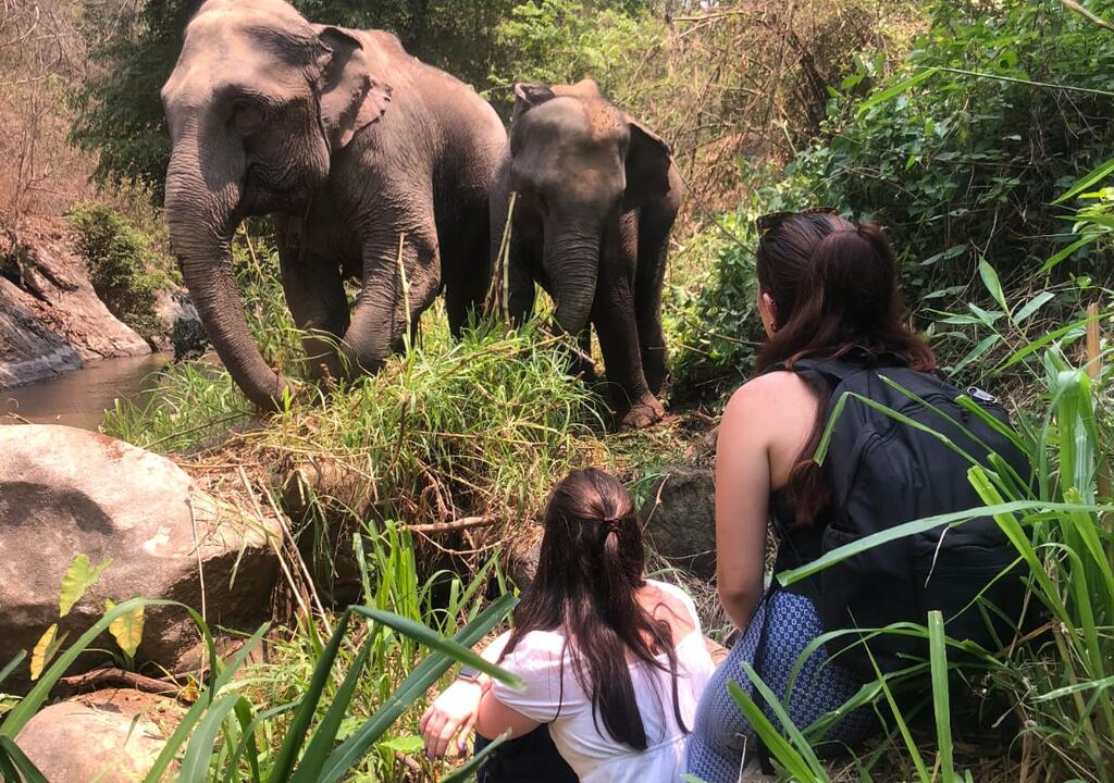 Eco Program in Thailand: Farming, social work, animal care project