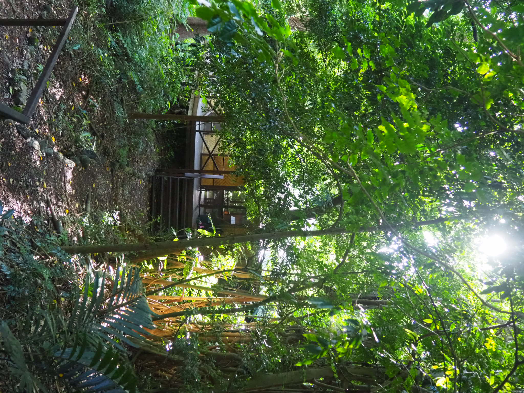 Eco Program in Vanuatu: Ecological immersion in the rainforest of ...
