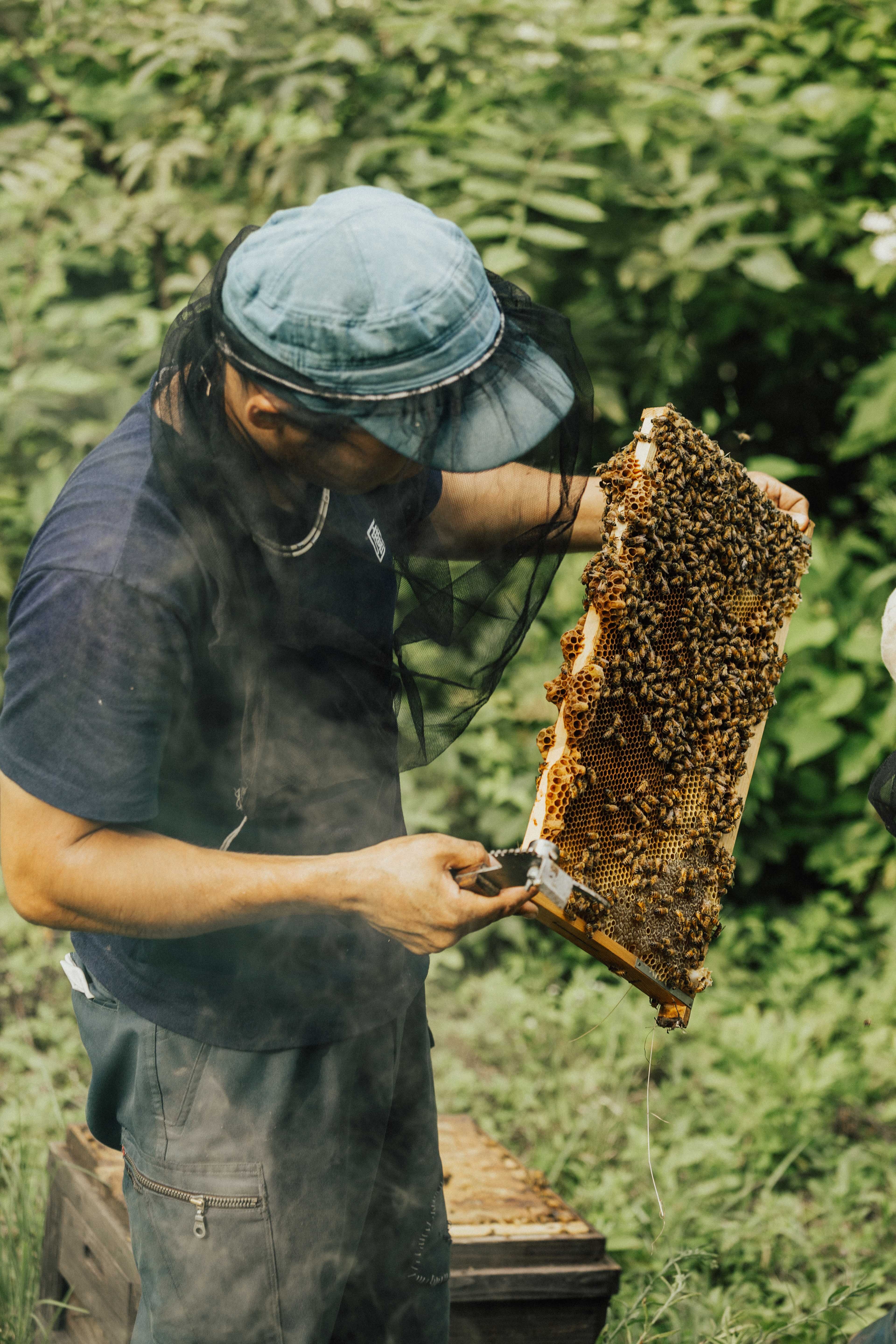 Eco Program in Japan: Help out on a bee farm and learn how to harv...