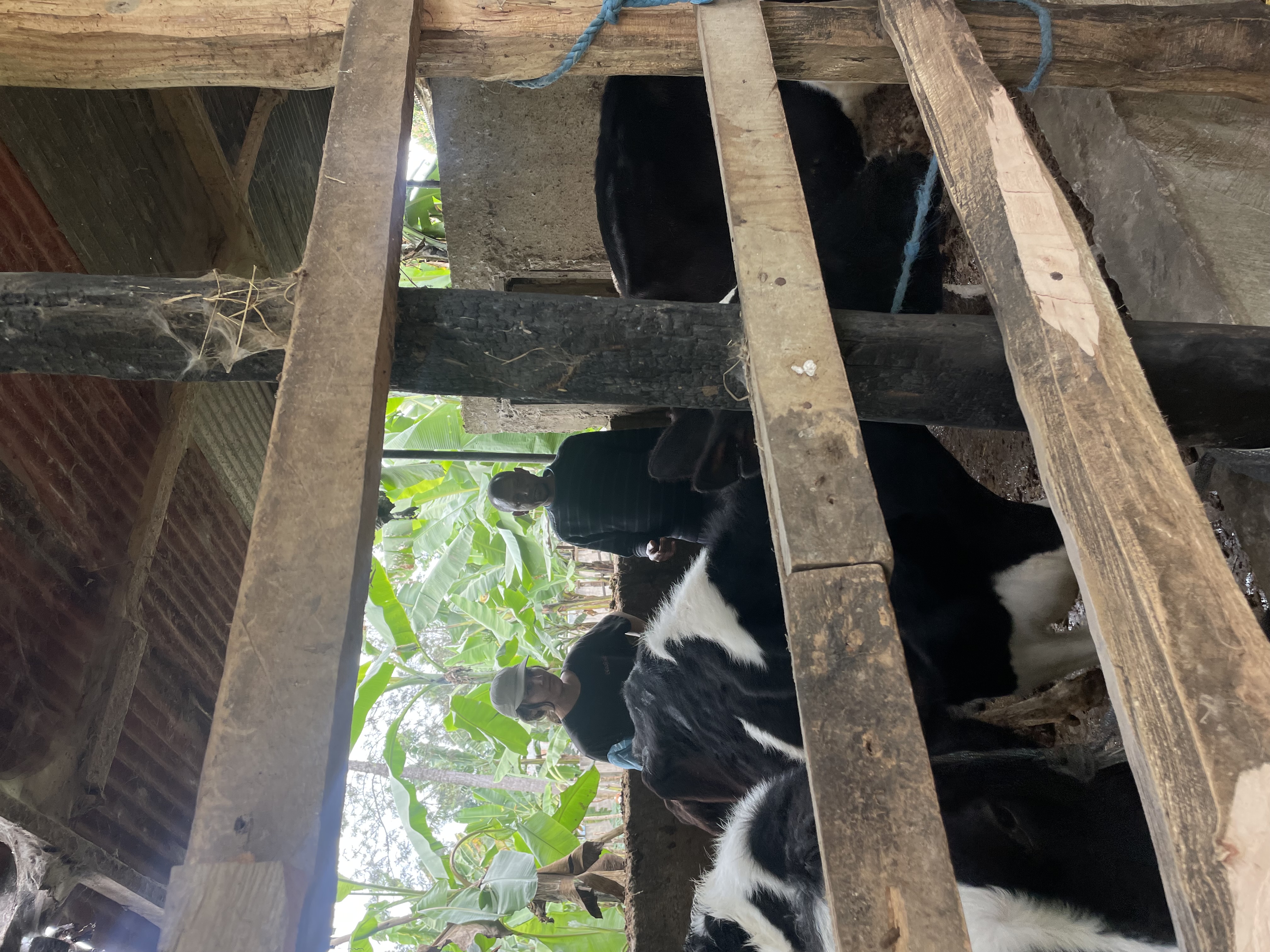 Social Impact in Tanzania: We need help at our veterinary clinic!