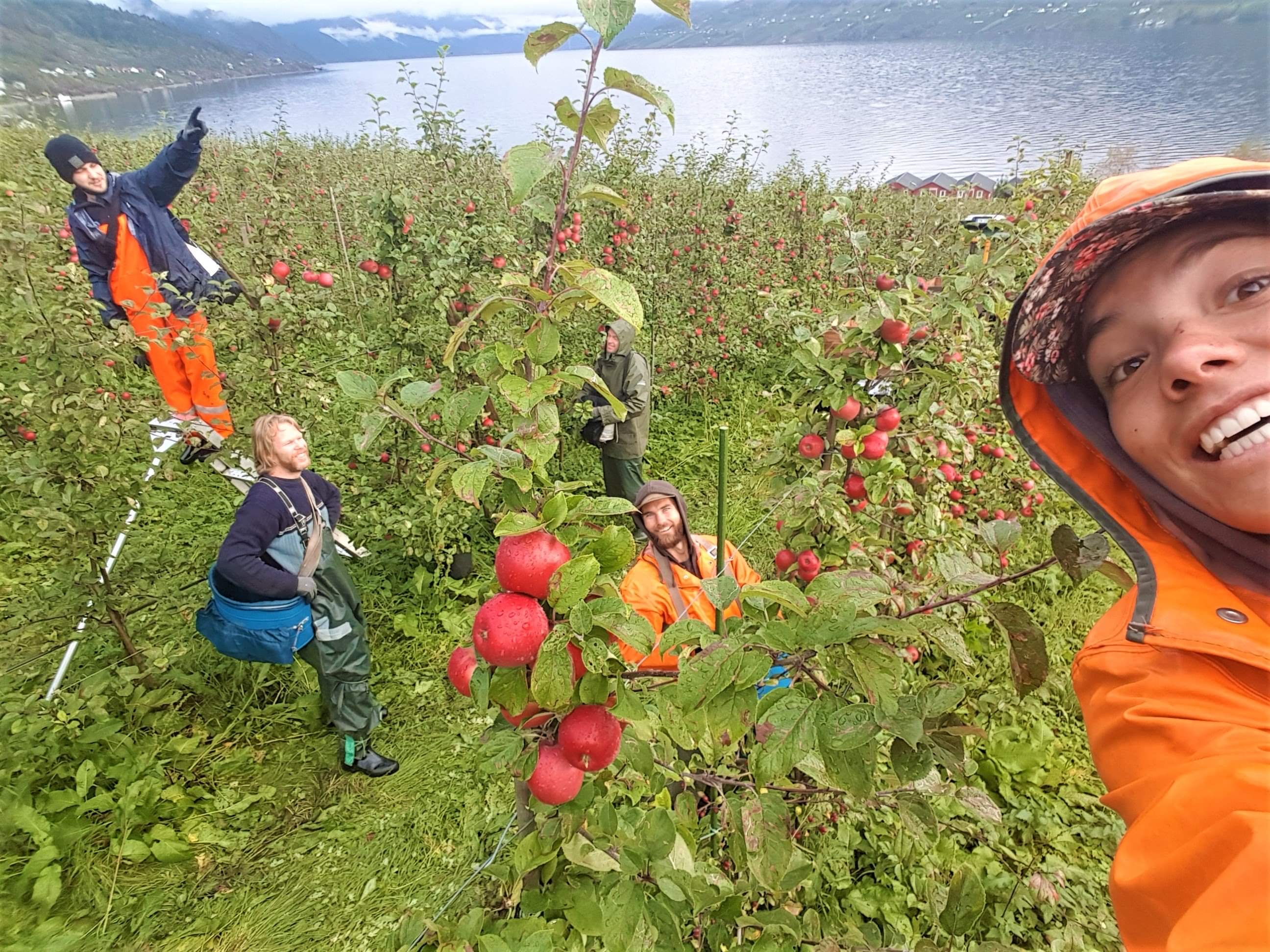 Eco Program in Norway: Organic fruit farm. Sesonal work during the...