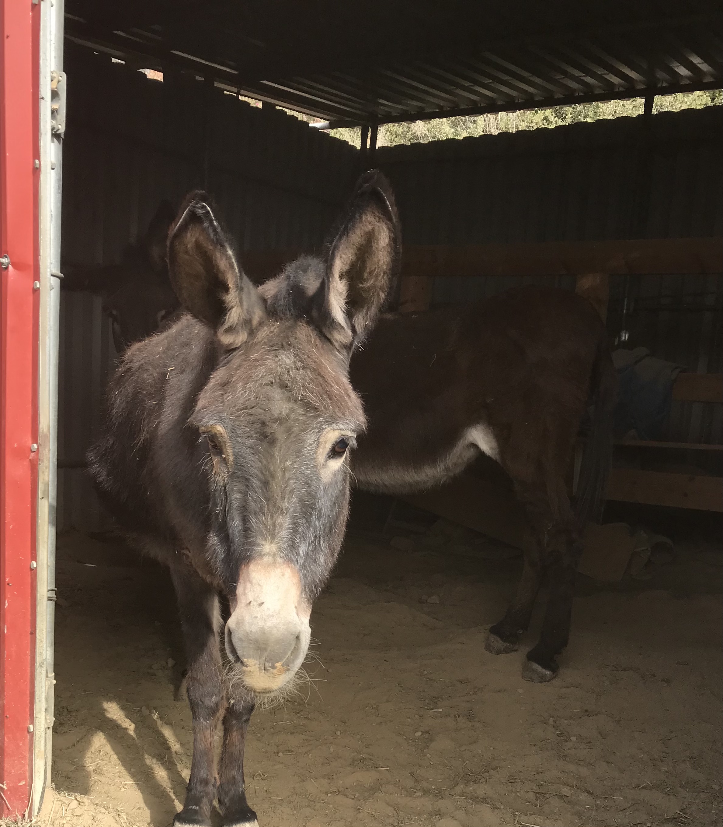 Eco Program in Greece: Spend time with donkeys during your stay wi...