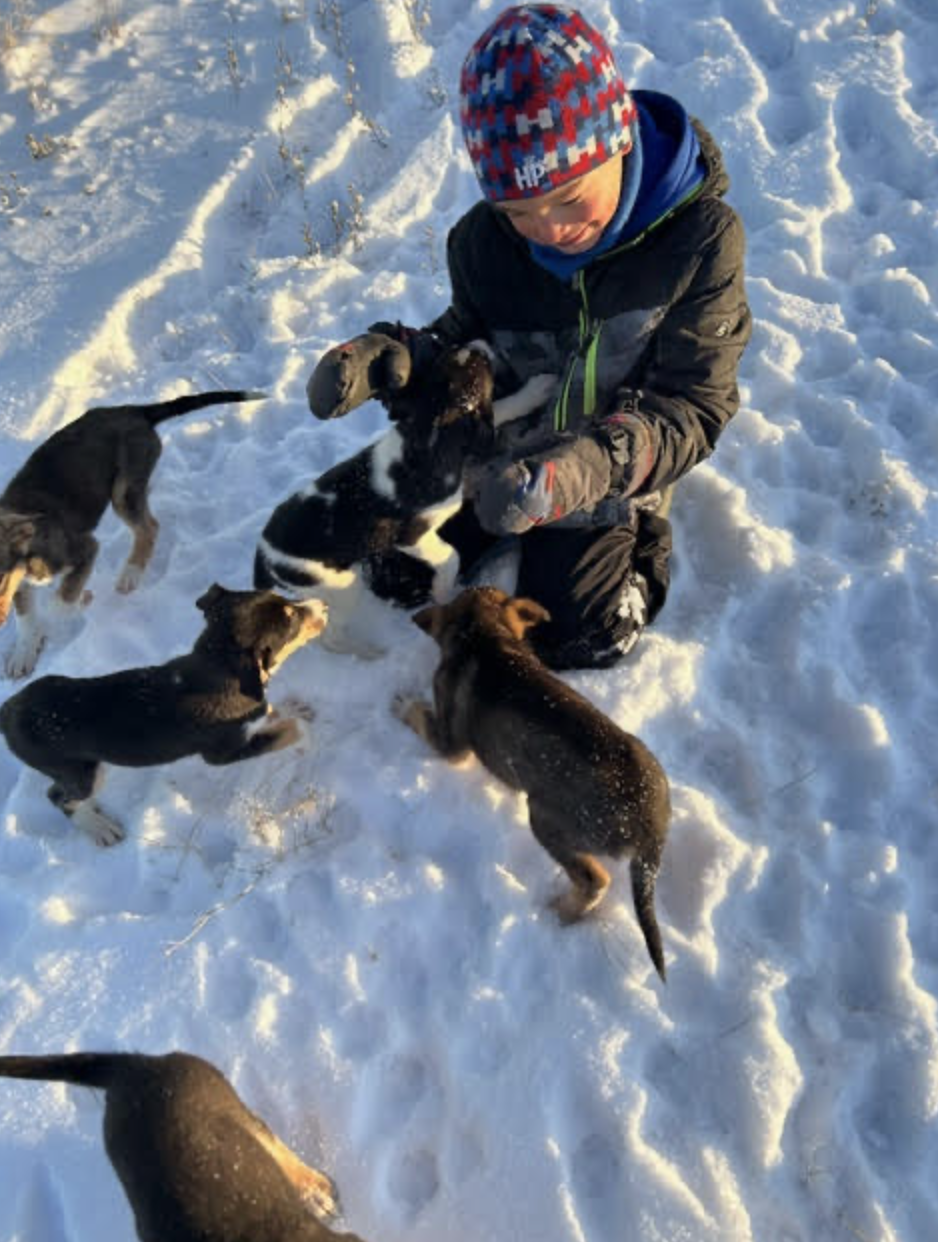 Proyectos Ecológicos Canadá: Help us with our dog team in Inuvik,