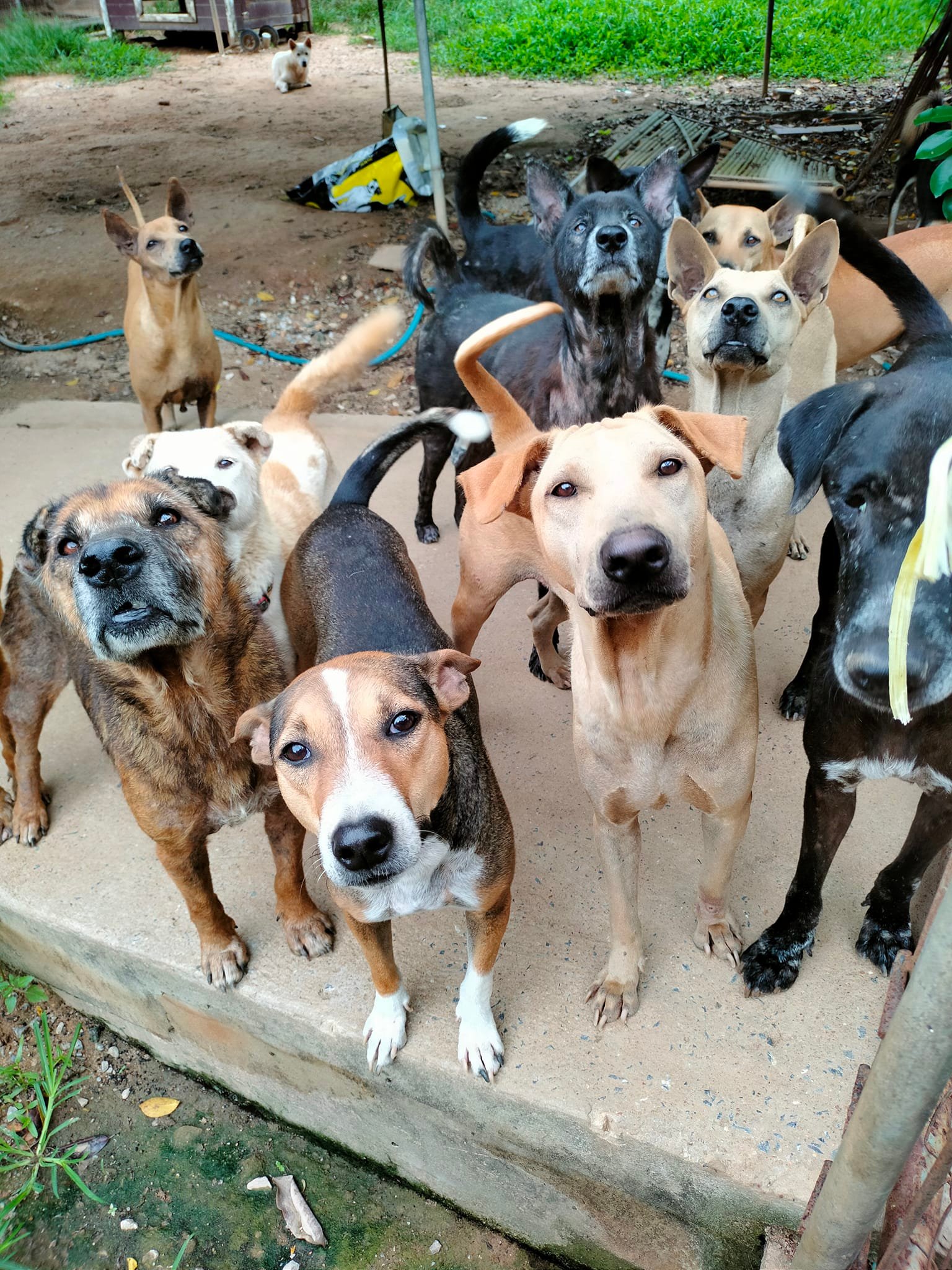 Eco Program in Thailand: Help us take care and save stray dogs in ...