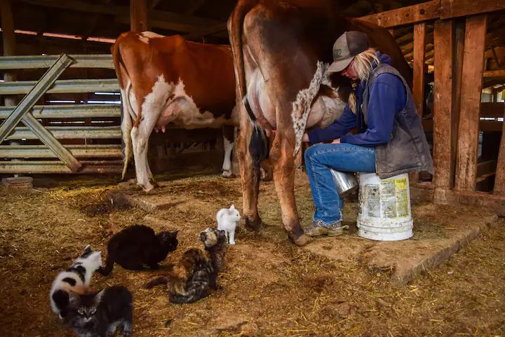 Eco Program in United States: Come volunteer for Farm/Ranch expier...
