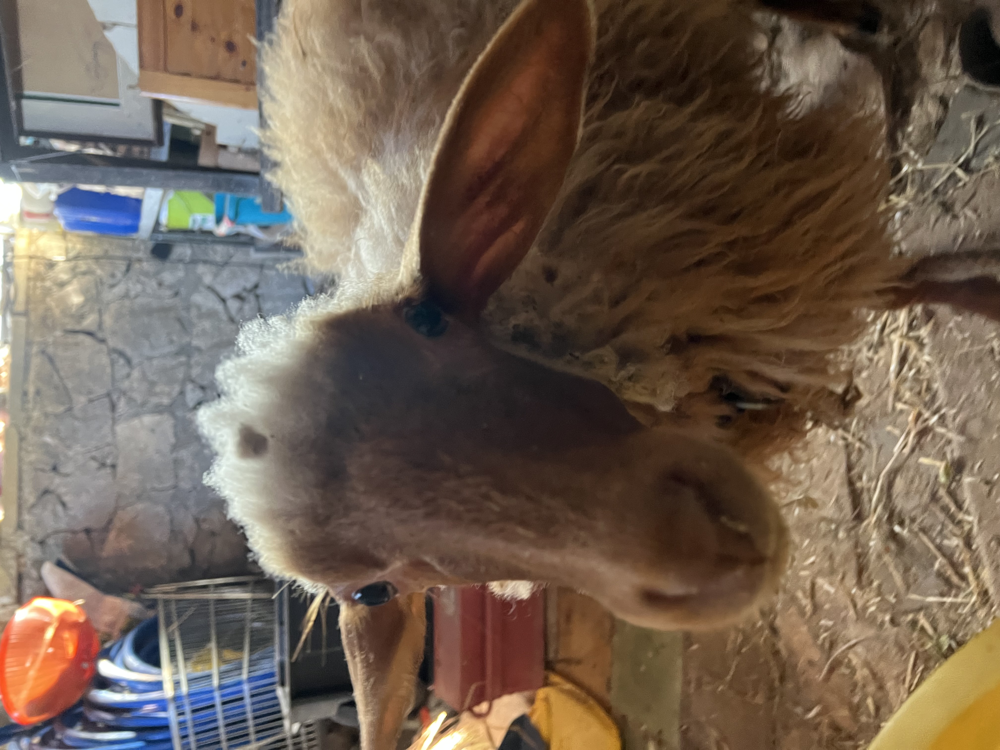 Proyectos Ecológicos Italia: Help us for building new Sheep 🐑 Cop