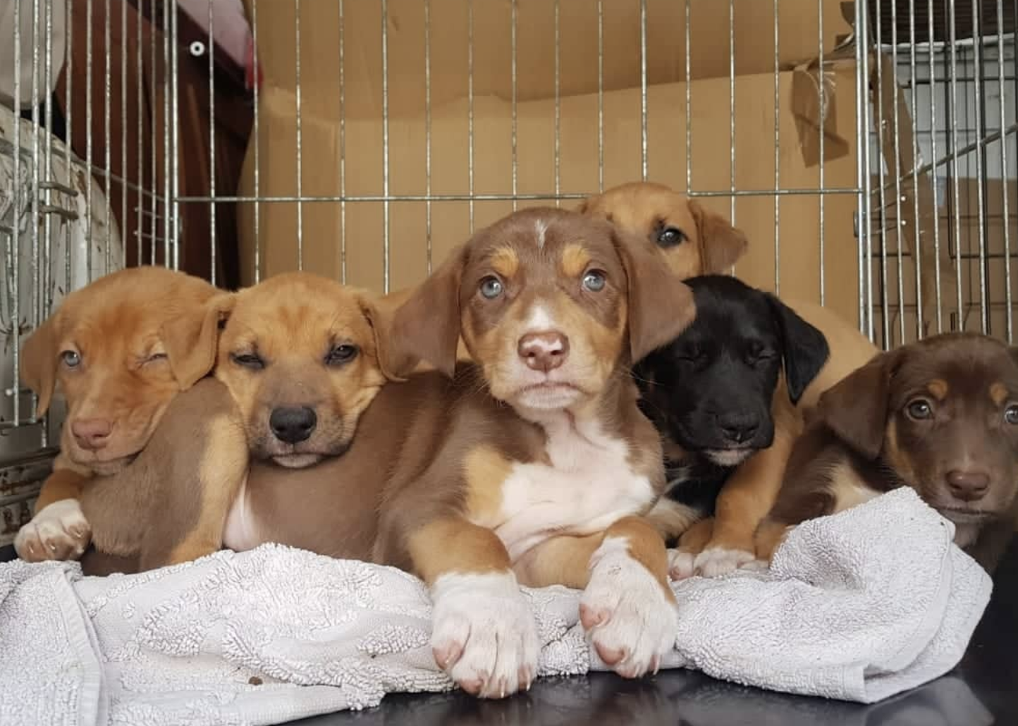 Eco Program in Portugal: Help an Animal Rescue in the South-West A...