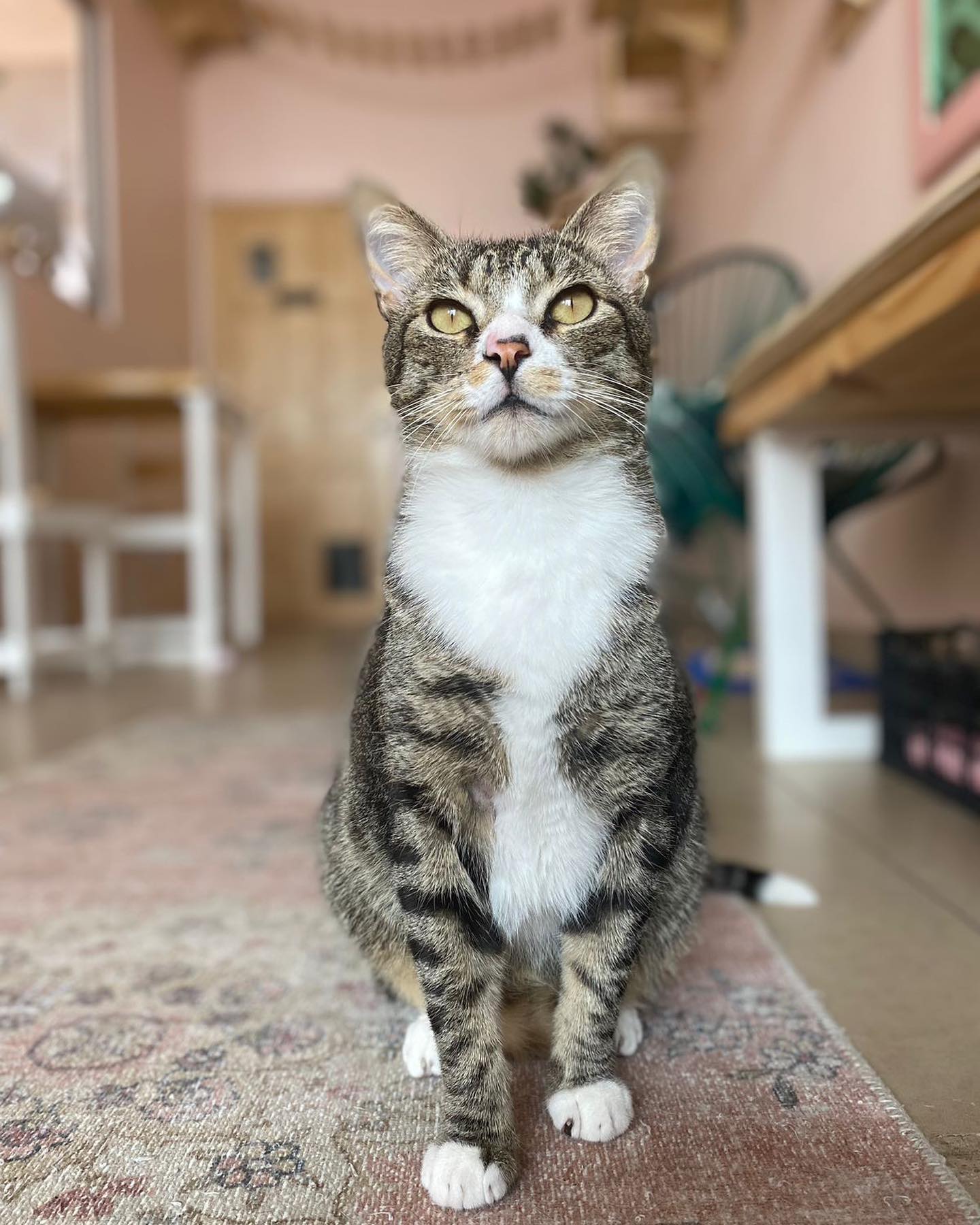 Eco Program in Costa Rica: Help us showcase Adoptable Cats at our ...