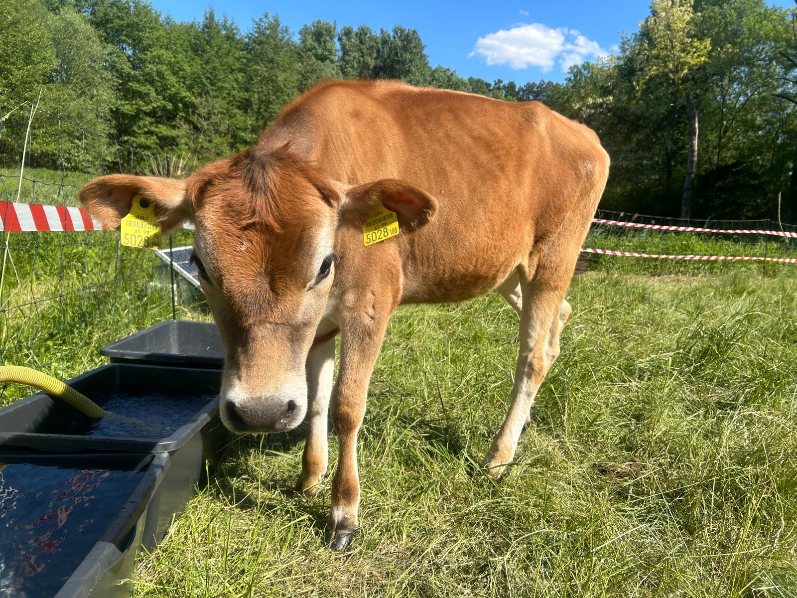 Eco Program in Austria: Love animals? Come get a taste of real far...