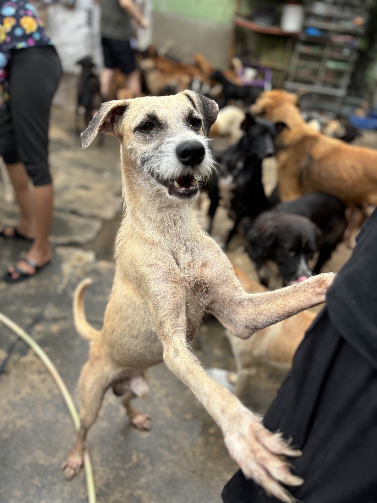 Eco Program in Brazil: Help us at NGO's while exploring the amazin...