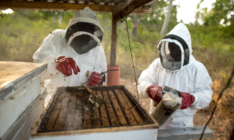 Projetos Ecológicos Uganda: Bee Keeping, (APICULTURE) Saving Bees...