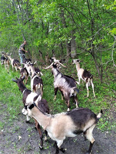 Eco Program in United States: Goat Walker and general caretaker