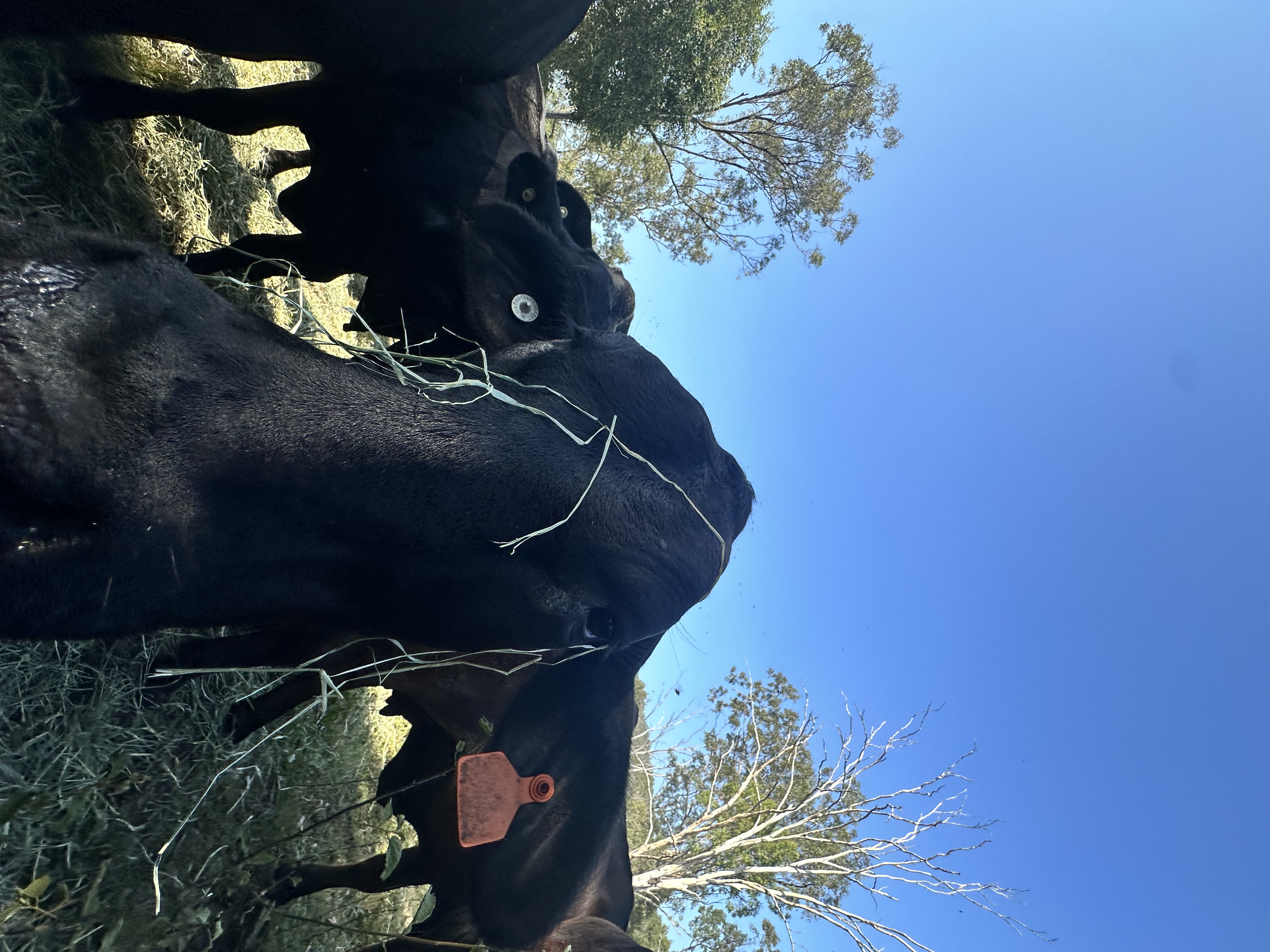 Eco Program in Australia: Experience the farm life here in Austral...