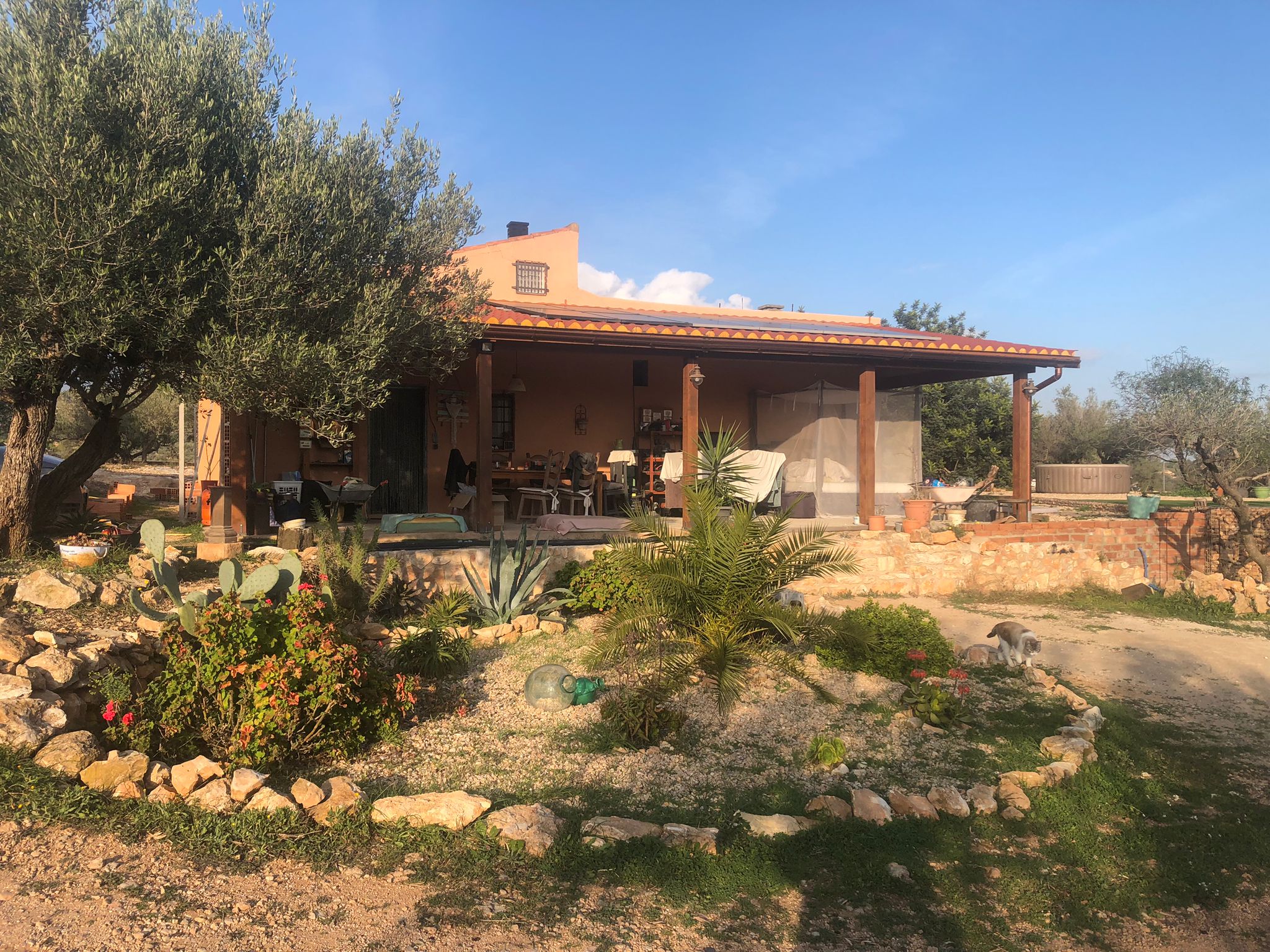 Eco Program in Spain: 🌿 Help on a Small Olive Farm — Nature, Anima...
